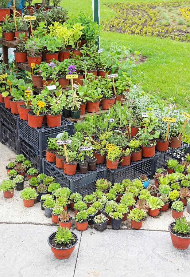 Herbs plants stock image. Image of leaf, aromathic, plants - 26242555