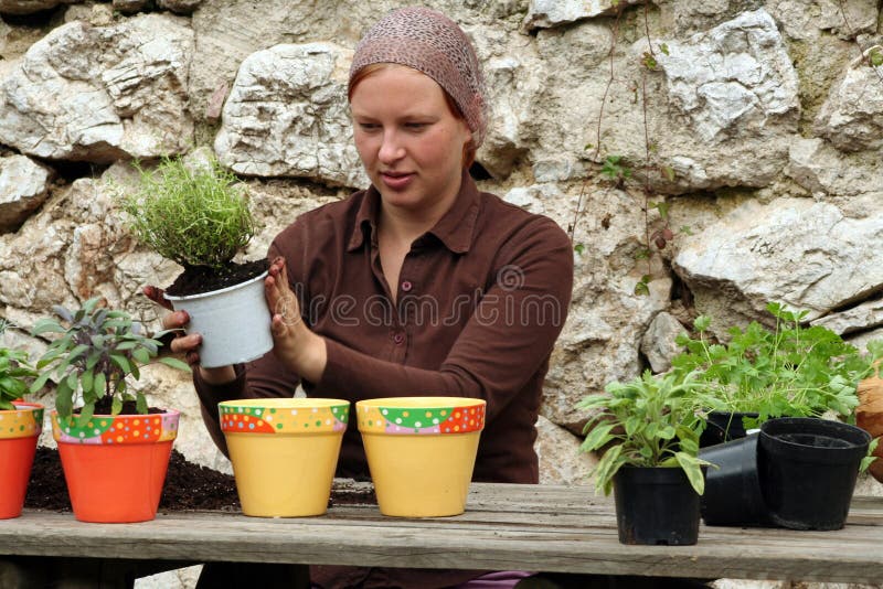 Herbs pot planting stock image. Image of gardening, horticulture - 3087387