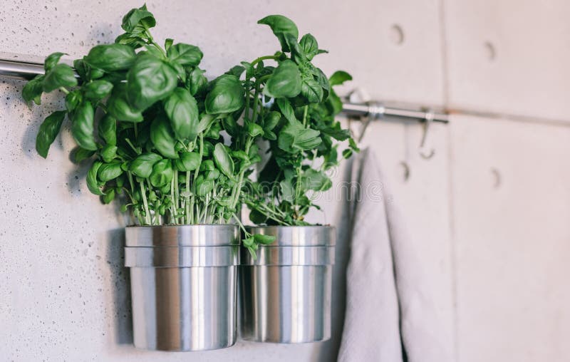 Herbs in Pots on Kitchen Hanger, Concrete Wall Stock Image - Image of ...