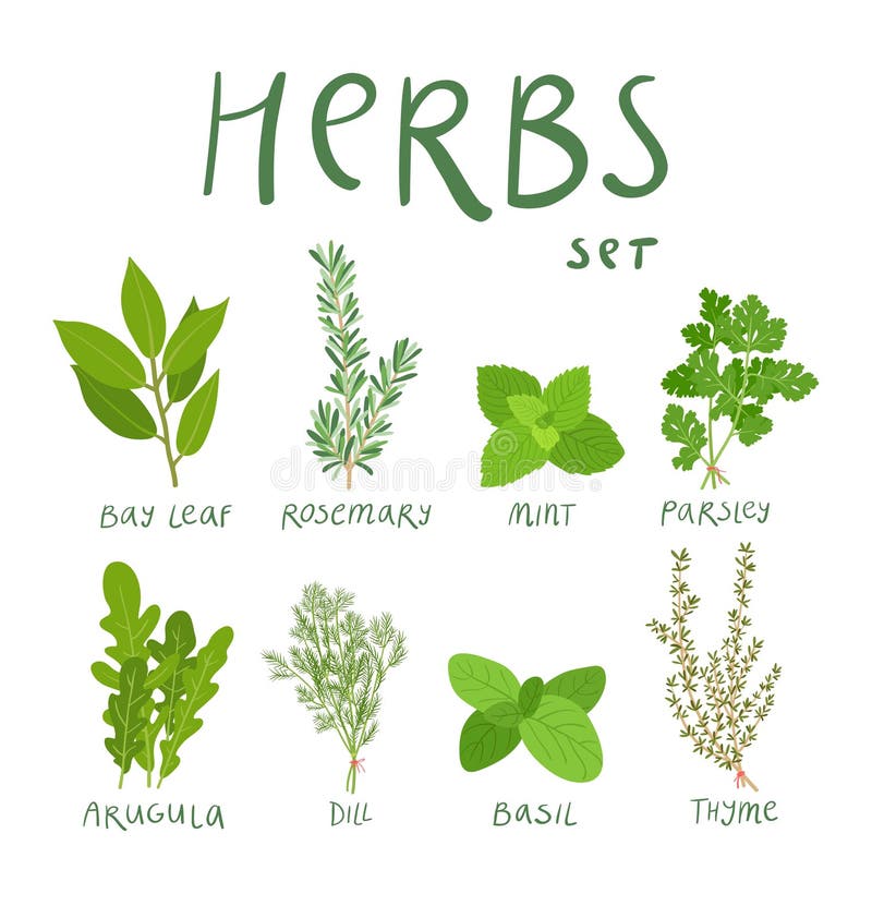 Herbs stock vector. Illustration of culinary, vegetarian - 37379084 Herbs stock vector. Illustration of culinary, vegetarian - 37379084