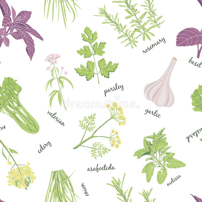 Herbs Set Seamless Pattern. Stock Vector - Illustration of fresh, aroma ...
