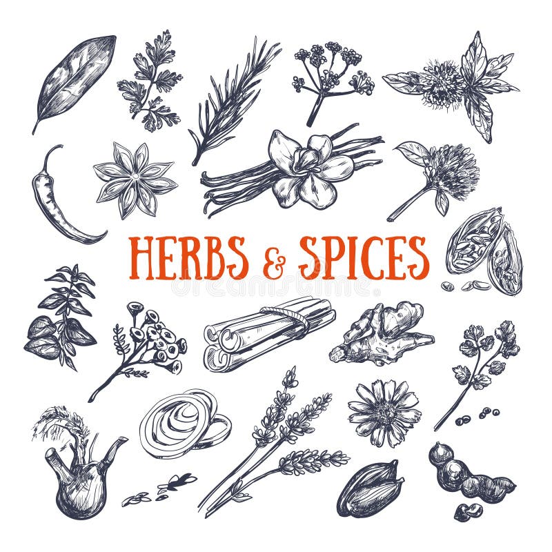 Herbs and Spices Set. Medicinal Herbs. Stock Vector - Illustration of ...