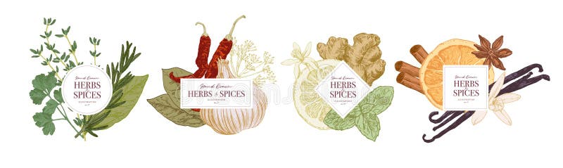 Herbs and Spices Group Sets with Text Stock Vector - Illustration of ...