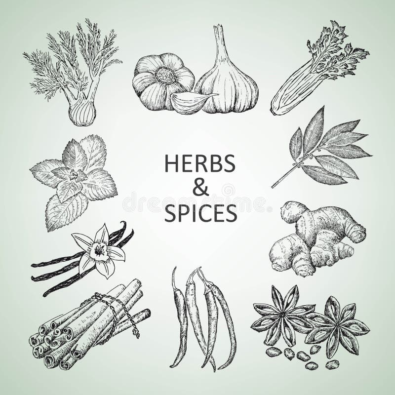 Herbs and spices stock vector. Illustration of cinnamon - 55387892