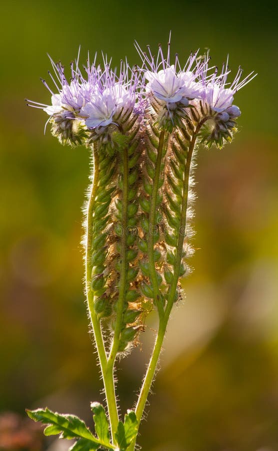 Herbs in the Sun Viper S Bugloss Stock Image - Image of flower, viper ...