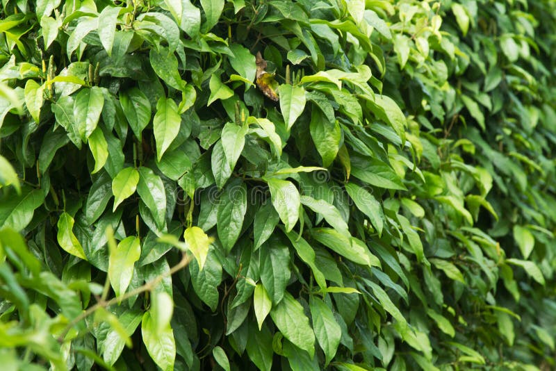 Herbs tree farm stock image. Image of farm, fertilizer - 78718067