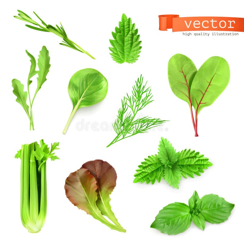 Herbs Vector Stock Illustrations – 76,501 Herbs Vector Stock ...
