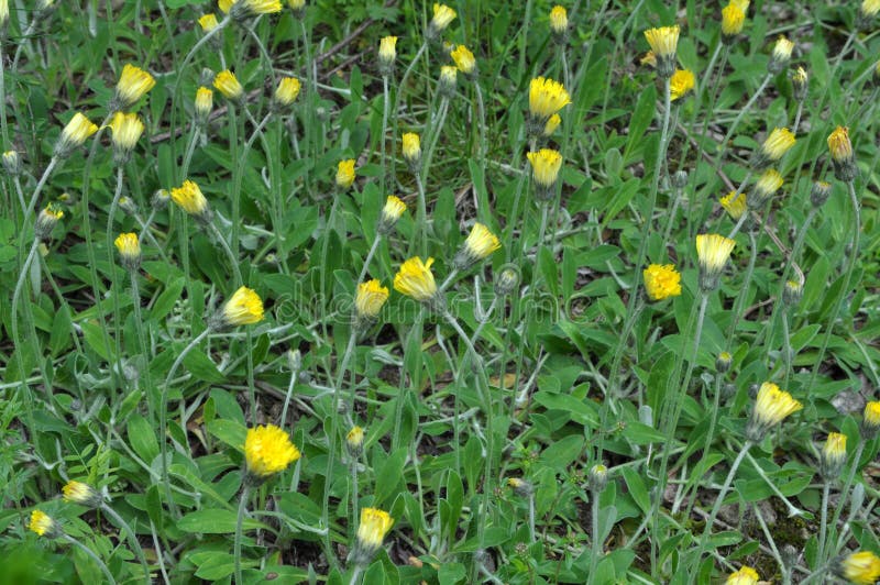 Pilosella Officinarum Grows in the Wild Stock Image - Image of fresh ...