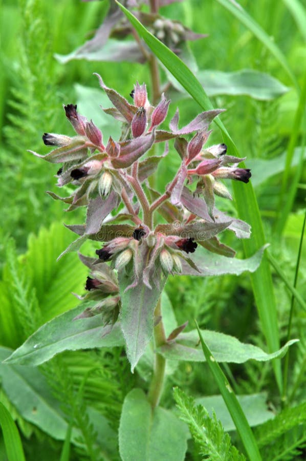 In the Wild, Nonea Pulla Blooms Stock Image - Image of bloom, flowers ...