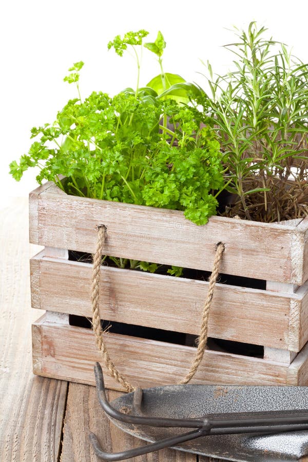 Herbs in wooden box stock photo. Image of organic, growth - 29054688