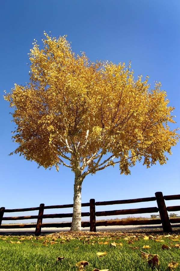 Herbst-Birken-Baum stockfoto. Bild von september, landschaft - 1320562