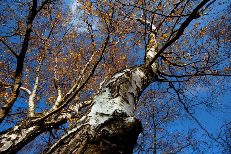 Herbst-Birken-Baum stockfoto. Bild von barke, saisonal - 27226512
