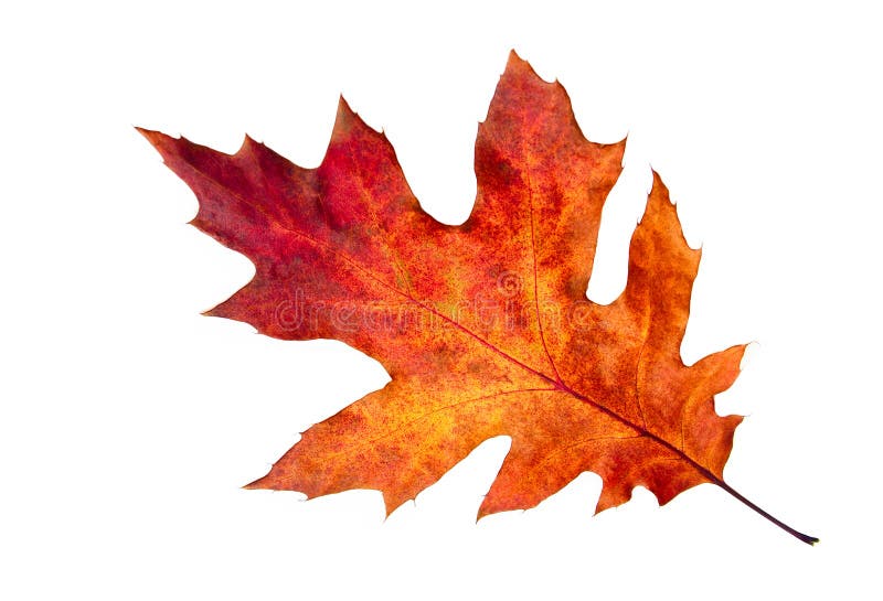 Herbst-Blatt stockbild. Bild von bunt, oktober, drehen - 11043065