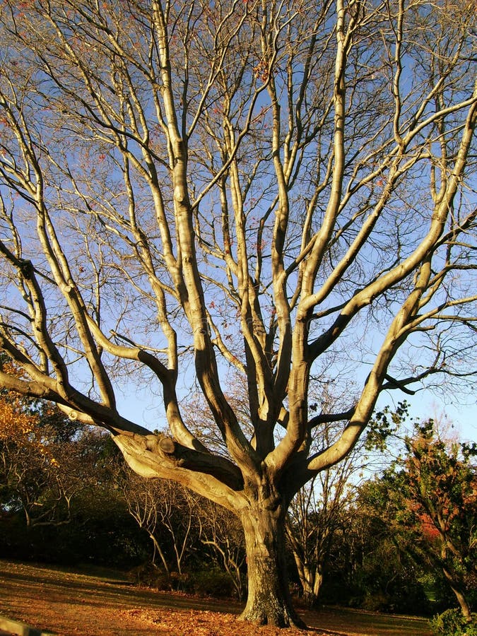 Herbst-Eichenbaum stockfoto. Bild von ausgestreckt, leuchte - 2814406