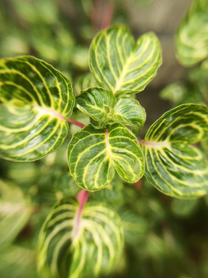 Herbst& X27;s Bloodleaf or Called As Chicken Gizzard Plant Stock Image ...