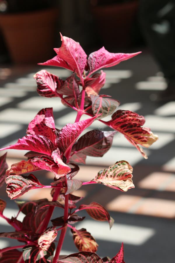 Herbst s Bloodleaf stock photo. Image of beefsteak, herbsts - 262577312