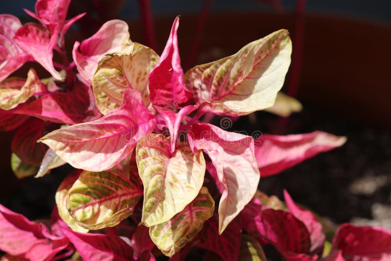 Herbst s Bloodleaf stock image. Image of plant, flower - 262577331