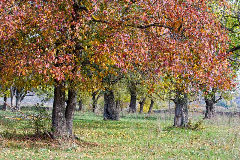 Baum der roten Ulme stockfoto. Bild von blätter, nave - 8694264