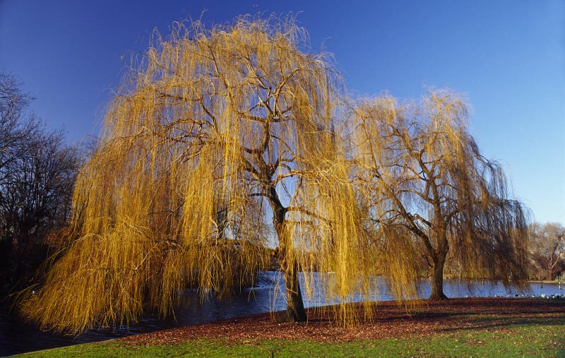 Herbst-Weide stockbild. Bild von herbst, zweige, weide - 213905