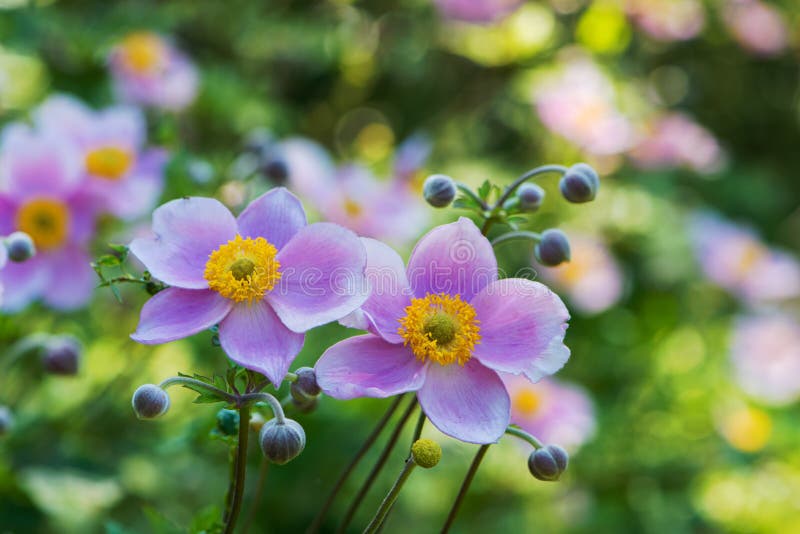 Pink Autumn Anemones in a Garden Stock Photo - Image of herbaceous ...