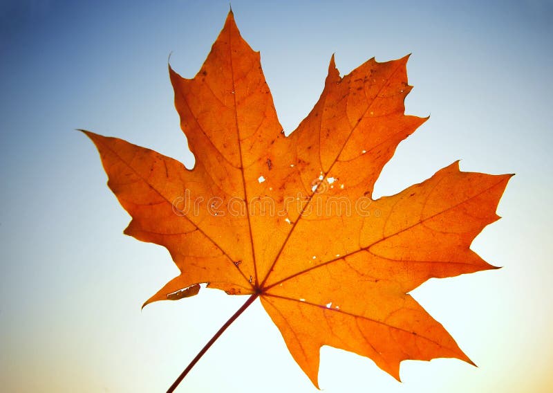 Herbstblatt stockbild. Bild von blätter, oktober, frech - 22103283