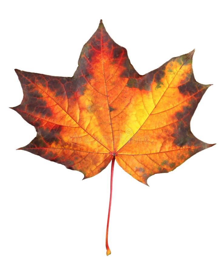 Einzelnes Herbst-Blatt stockbild. Bild von rein, nave - 11969803