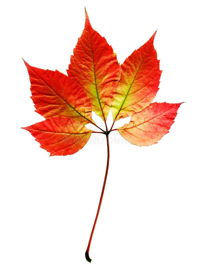 Herbstblatt stockbild. Bild von anordnung, kontrast, fokus - 4613083