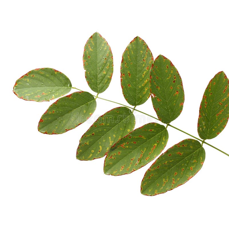 Herbstblatt der Akazie stockfoto. Bild von fallen, laub - 34390834