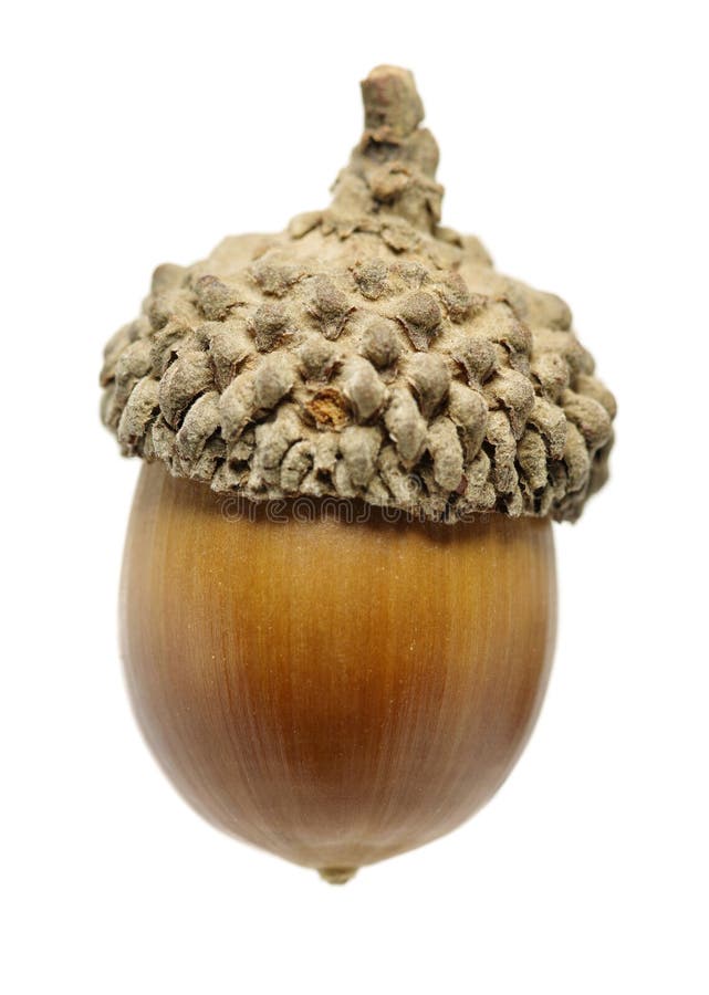 Eichel der roten Eiche stockfoto. Bild von saatgut, baum - 130767084