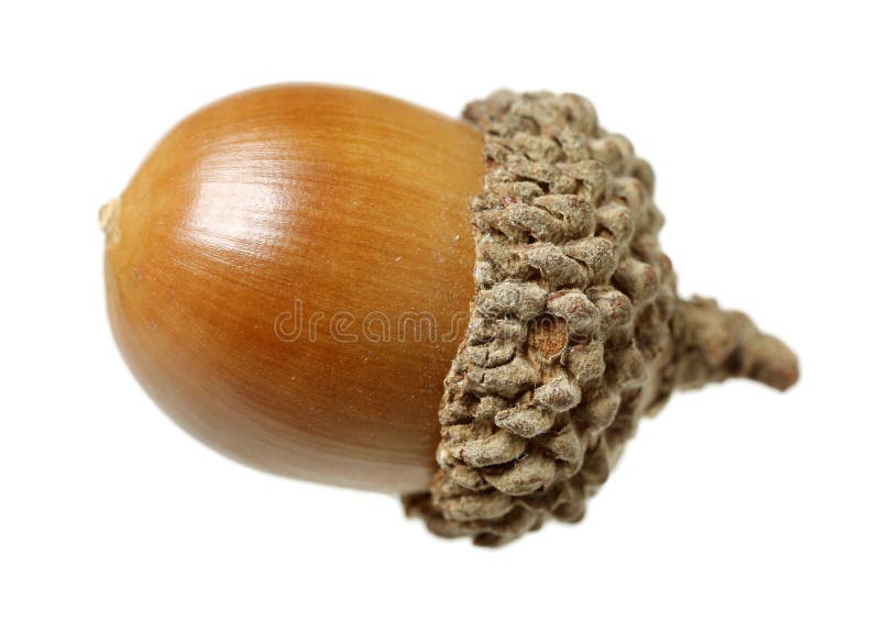 Eichel der roten Eiche stockfoto. Bild von saatgut, baum - 130767084
