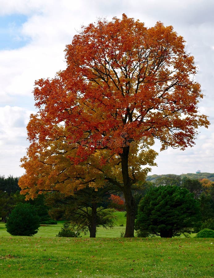 Eichenbaum im Fall stockfoto. Bild von oktober, eiche - 58989996