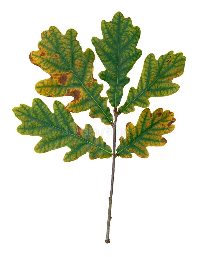 Eichel Mit Einem Eichenblatt Stockbild - Bild von jahreszeit, frucht ...