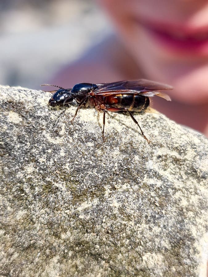 Hercules ant on rock stock photo. Image of formicinae - 319781444