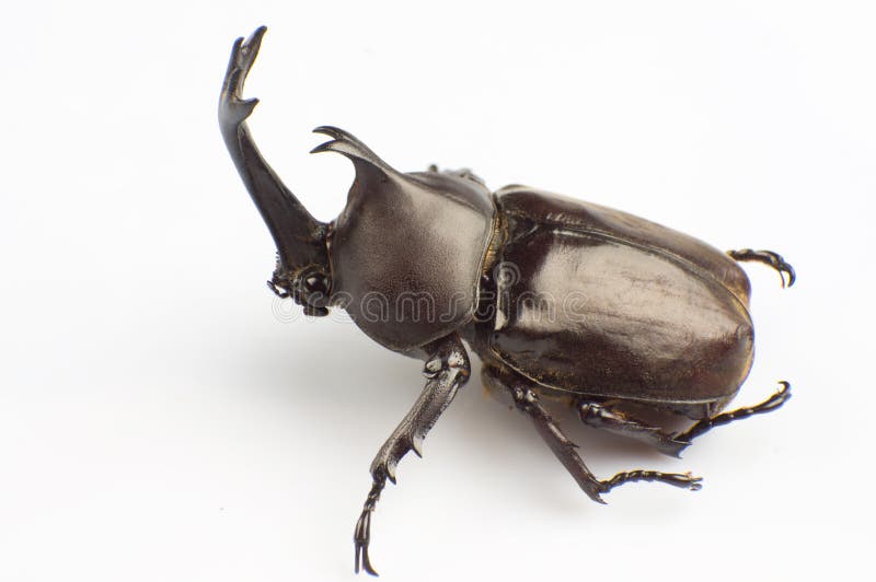 1,293 Hercules Beetle Photos - Free & Royalty-Free Stock Photos from ...