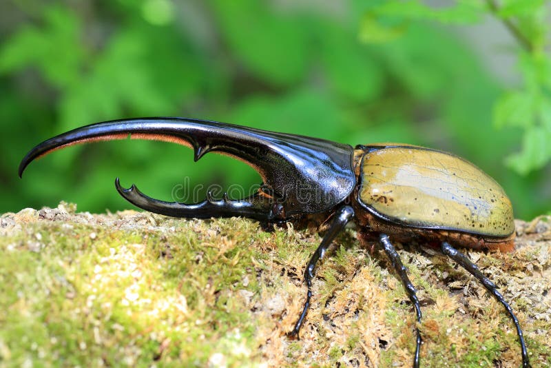 227 Amazon Beetle Stock Photos - Free & Royalty-Free Stock Photos from ...