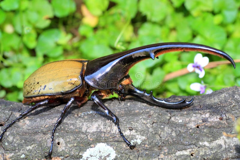 Giant Hercules Beetle