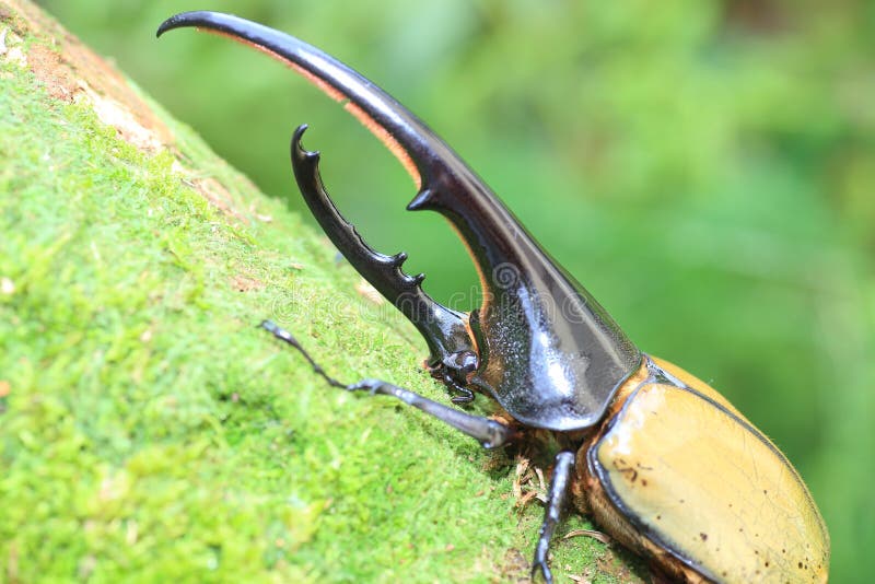 Hercules beetle stock photo. Image of insect, wildlife - 75872580