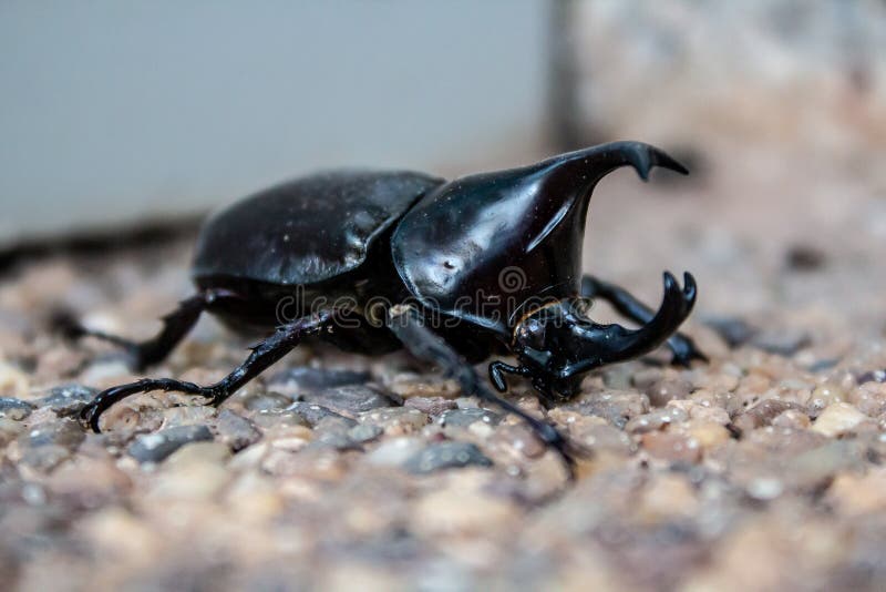 Hercules Beetle Horned foto de stock. Imagem de hércules - 125745744
