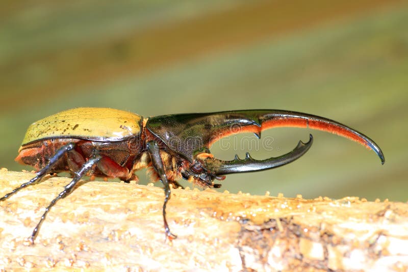 De Kever van hercules stock foto. Image of leven, insect - 29372266