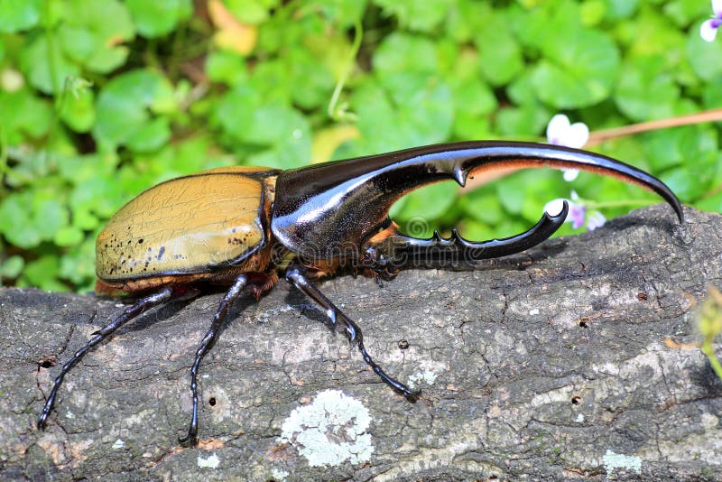Hercules-kever stock foto. Image of berg, hercules, fotografie - 75401726