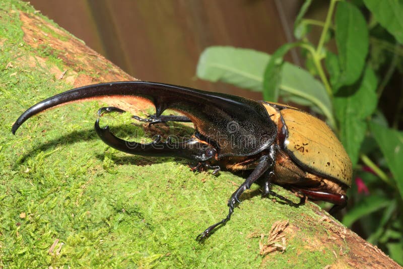Hercules-kever stock afbeelding. Image of zuiden, amerika - 75874707
