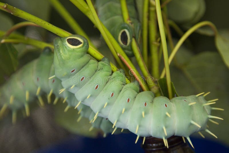 Hercules Moth Caterpillar, Steinhaufen, Australien Stockfoto - Bild von ...