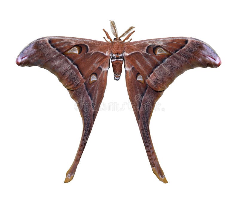 Hercules Moth Caterpillar, Cairns, Australia Stock Photo - Image of ...