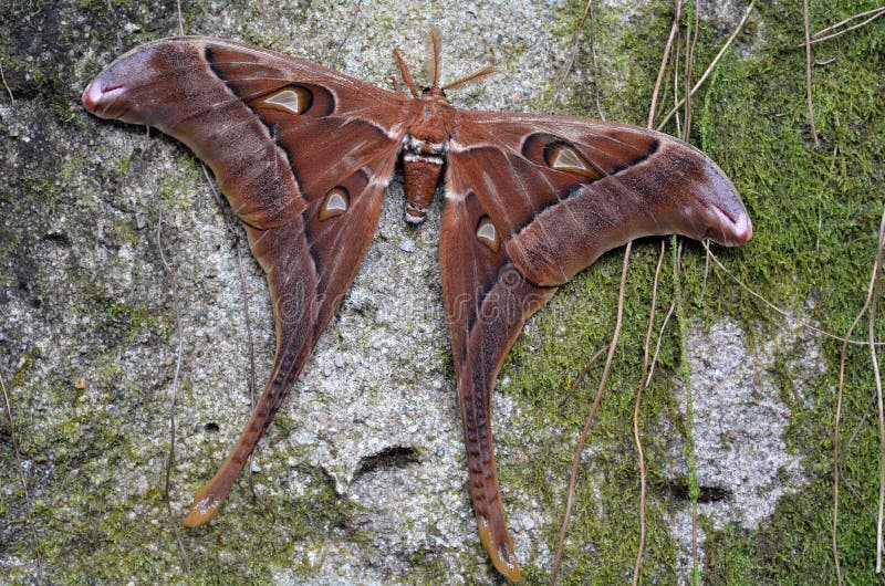 Hercules Moth Caterpillar, Steinhaufen, Australien Stockfoto - Bild von ...