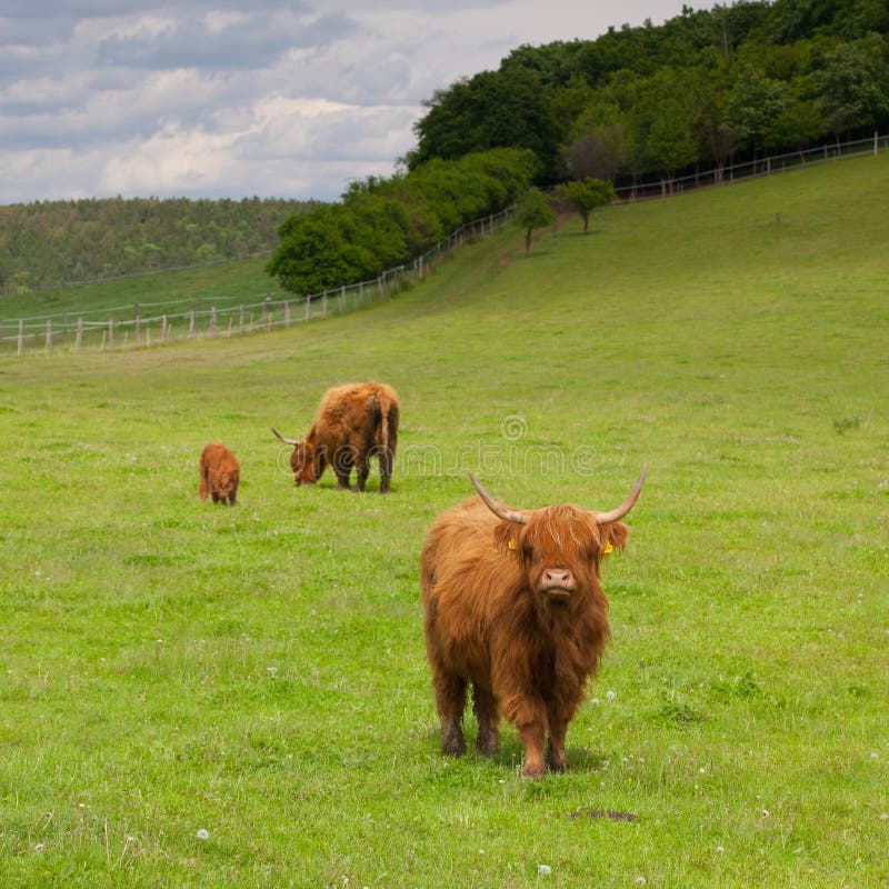 Herd of Aberdeen-Angus Cattle Cooling in Weir Water on a Farm in ...