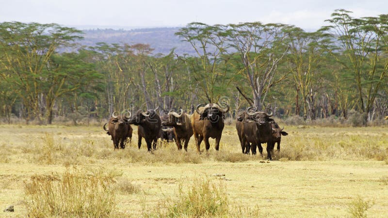 A Herd of African Buffaloes on a Green Plain Stock Photo - Image of ...