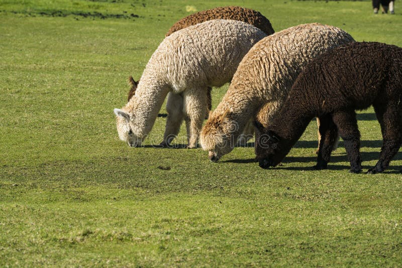Herd of alpaca on a ranch stock photo. Image of green - 91560612