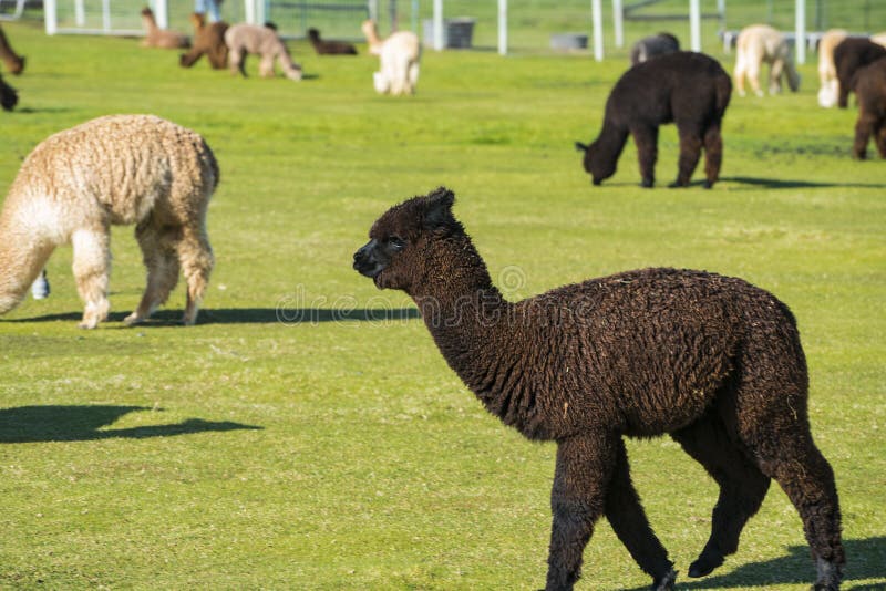 Herd of alpaca on a ranch stock image. Image of agriculture - 91560719