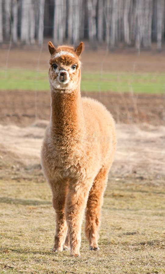 Herd of Alpacas. Alpaca Portrait Stock Image - Image of neck, hair ...