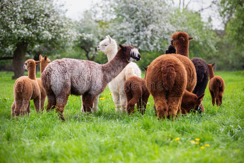 A herd of Alpacas stock image. Image of ecuador, drove - 150406841